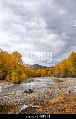 USA, Idaho, Bellevue, Big Wood River and yellow trees in Autumn Stock ...