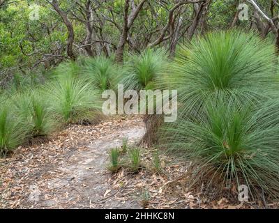 Spiky grass trees on the Great Ocean walk, Johanna, Victoria, Australia ...