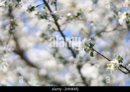 real apple blossom natural rendering Stock Photo - Alamy