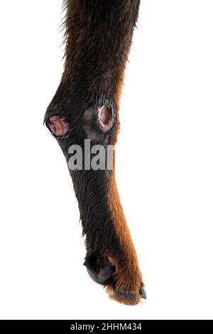 sick rottweiler in front of white background Stock Photo - Alamy