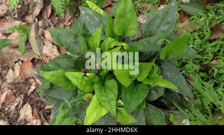Side view of a Trichopus zeylanicus plant in the wild (in Sri Lanka it ...