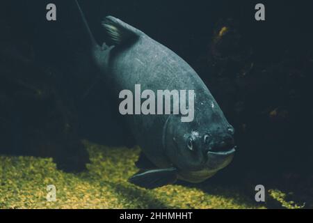 Grey Piranha - Serrasalmidae fish swimming Stock Photo - Alamy