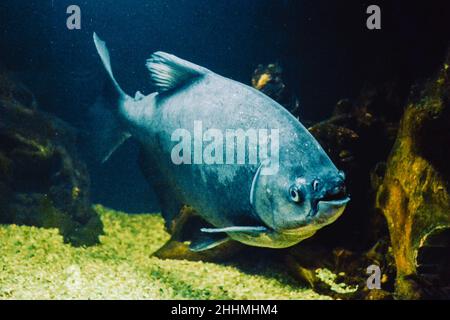 Grey Piranha - Serrasalmidae fish swimming Stock Photo - Alamy