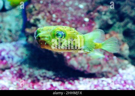 Yellow, round puffer fish swimming Stock Photo - Alamy
