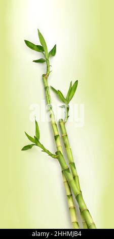 Branch with green bamboo leaves isolated on white Stock Photo - Alamy