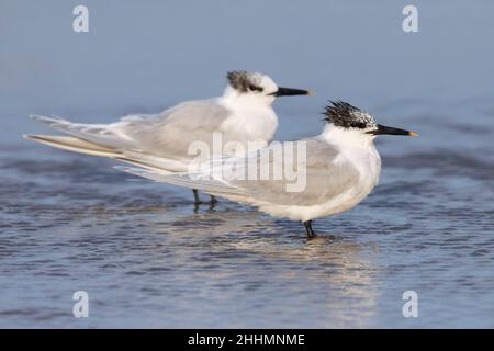 Sandwich tern (Thalasseus sandvicensis) with winter plumage Stock Photo ...