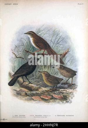 Stephens Island Wren Stock Photo - Alamy