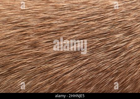 Macro shot of a beautiful golden hairy bee on a lavender twig Stock ...