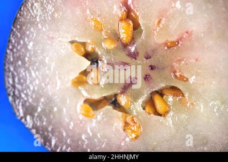 Cross section of a blueberry fruit, macrophotography Stock Photo - Alamy