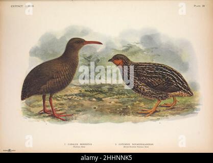 A history of the birds of New Zealand Stock Photo - Alamy