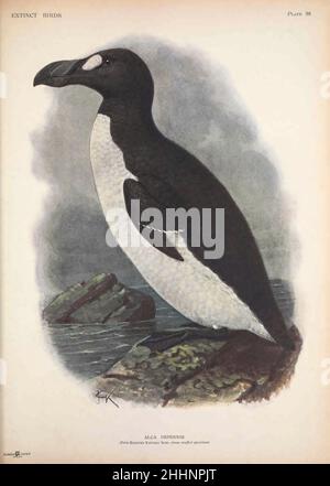 Great Auk Pinguinus impennis or Alca impennis STUFFED SPECIMEN EXTINCT ...