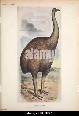 The giant moa (Dinornis) is an extinct genus of ratite birds belonging ...