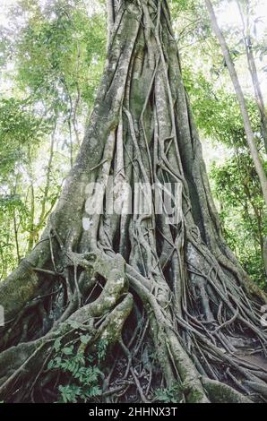 A vertical shot of a tree with long roots near the historic Angkor ...
