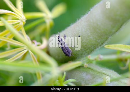 Legume lupine sprouts damaged by the insect pests - Sitona griseus ...