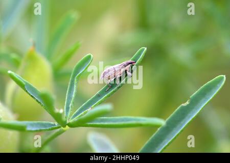 Legume lupine sprouts damaged by the insect pests - Sitona griseus ...