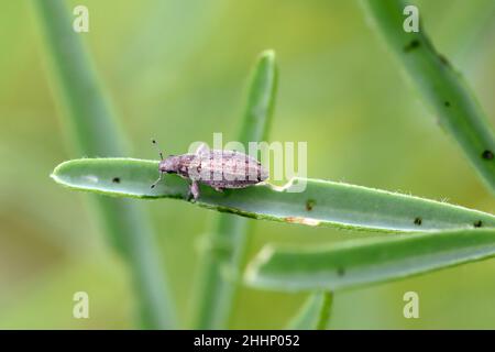 Legume lupine sprouts damaged by the insect pests - Sitona griseus ...