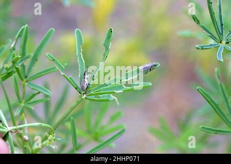 Legume lupine sprouts damaged by the insect pests - Sitona griseus ...