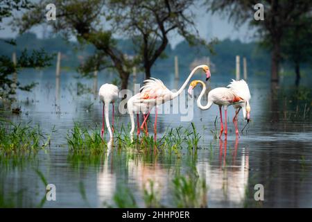 nature scenery or natural painting by Greater flamingo flock or ...