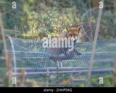 Nature reserve near Carshalton Ponds on the River Wandle in the ...