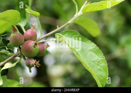 Small ovaries of pear on tree branch. Pear branch with young fruits ...