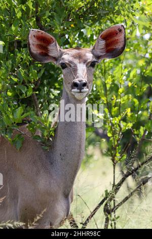African Kudu Cow antelope in a South African wildlife reserve Stock ...