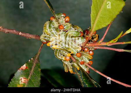 Green Sawfly Larvae, Pteryperga galla. Also known as spitfires.These ...