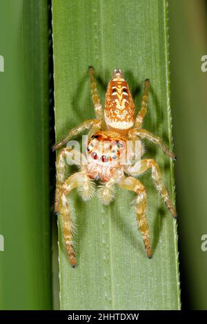 Garden Jumping Spider, Opisthoncus parcedentatus. Coffs Harbour, NSW ...