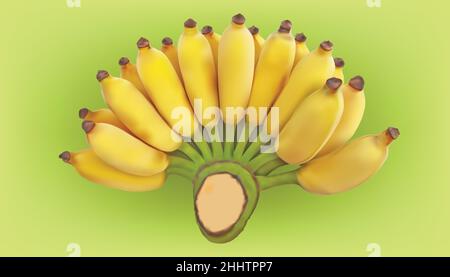 realistic one group yellow ripe banana fruit invert side vide. vector ...