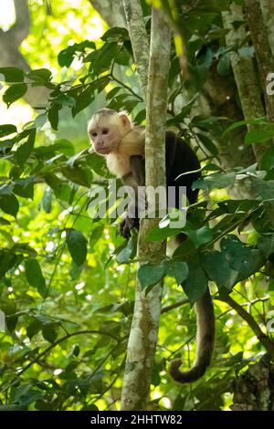 Small baby White Faced or White Headed Capuchin monkey (Cebus capucinus ...