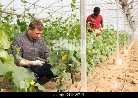 Man harvesting cucumbers Stock Photo - Alamy