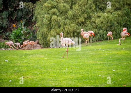 A flock of pink flamingos in a meadow in Loro Parque, Tenerife Stock ...