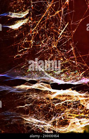 Artistic cobwebs woven by spider Stock Photo - Alamy