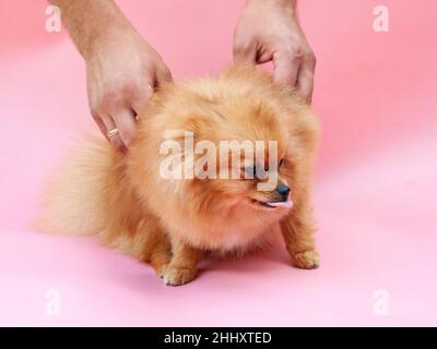 Gold funny pretty pomeranian puppy on the pink background Stock Photo ...