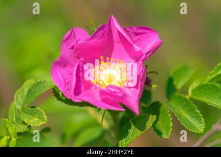 A sweet briar bush (Rosa rubiginosa) in full flower at Ivinghoe Beacon ...