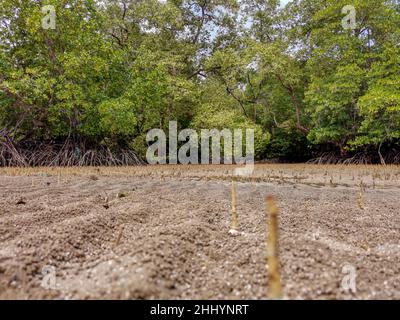A Mangrove Tree with its Breathing Roots in Sunderban National Park ...