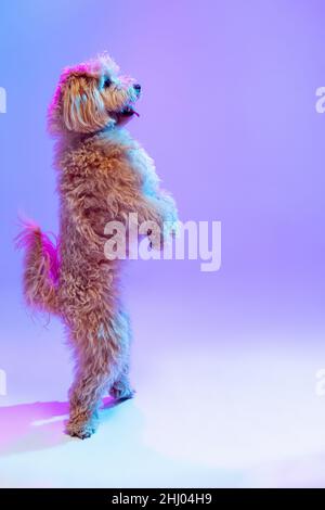 Cute Maltipoo dog on light blue background. Lovely pet Stock Photo - Alamy