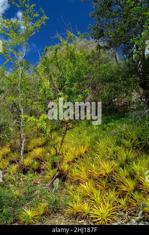 Antillen-Bodenbromelie, terrestrial bromeliad, Bromelia humilis ...