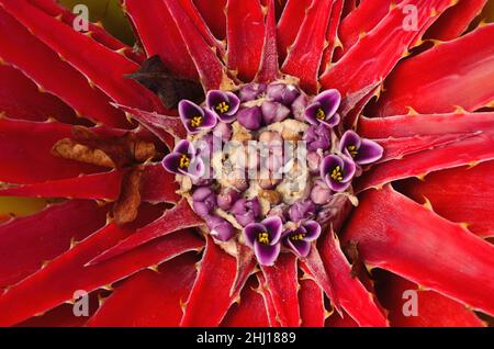 Antillen-Bodenbromelie, terrestrial bromeliad, Bromelia humilis ...
