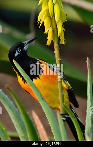 Orange-Trupial, Weißflügeltrupial, Venezuelan troupial, Icterus icterus ...