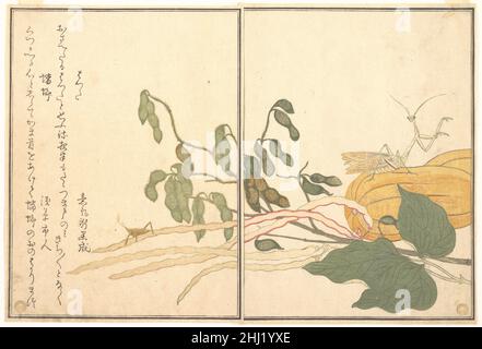 Cone-headed Grasshopper or Locust, (batta); Praying Mantis (Toro or ...