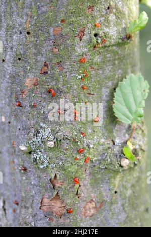 Fungal fruiting bodies of genus Nectria on hornbeam bark Stock Photo ...