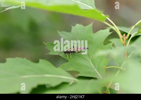 Hymenoptera of the family Ichneumonidae on a red oak leaf. These are ...