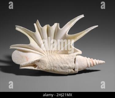 Pelican's foot shell Stock Photo - Alamy
