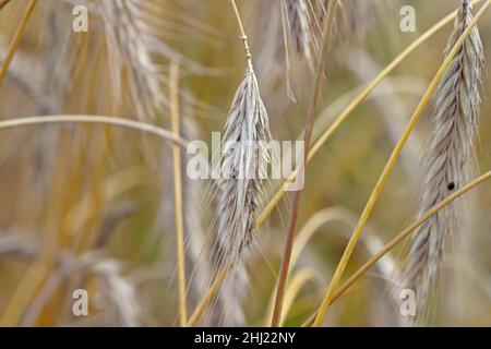 Beetles Phalacrus corruscus feeding on mycelium of stripe smut of rye ...