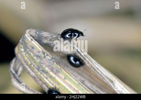 Beetles Phalacrus corruscus feeding on mycelium of stripe smut of rye ...
