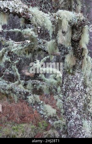 Lichen on trees in Blackwood forest, Rannoch Moor, Scottish Highlands ...