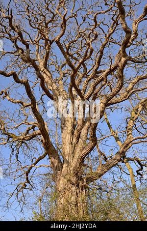 Deciduous tree, old gnarled locusts (Robinia), tree crown, North Rhine ...