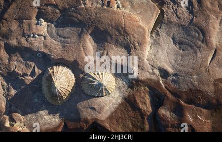 Common limpet Patella vulgata scars or 'home scars' in red sandstone ...