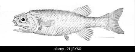 Stephanoberyx monae 2 Stock Photo - Alamy