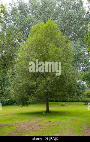 Salix pentandra tree Stock Photo - Alamy